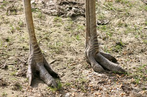 Der afrikanische Strauß: ein echter Rekord-Vogel | Kuriose Tierwelt