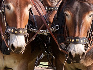 Das besondere Tierfoto: Warten auf die Maniküre | Kuriose Tierwelt