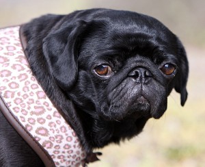 Der Mops, das unbekannte Wesen | Kuriose Tierwelt