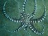 Meister der Tarnung: der indonesische Mimic Octopus | Kuriose Tierwelt