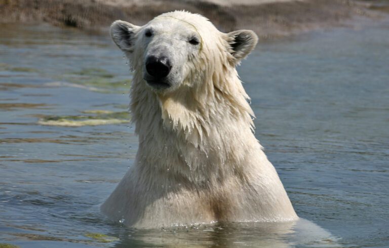 Faszinierende Einblicke in die Tierwelt | Kuriose Tierwelt