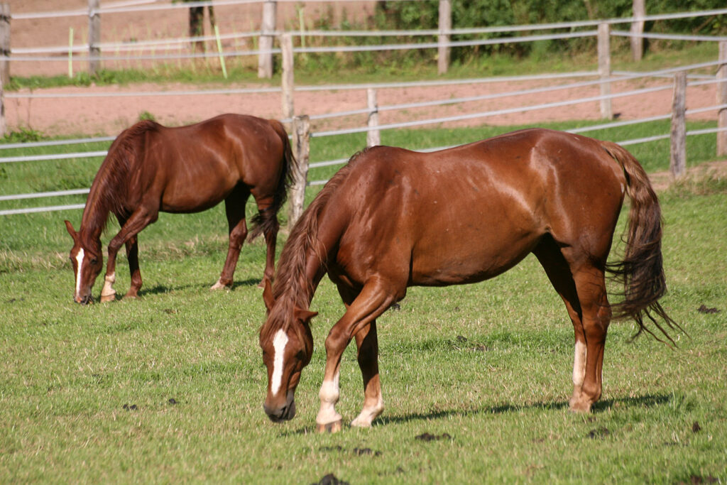 Fluchttier unter Stress: Warum Langeweile und Haltungsfehler Pferde ...