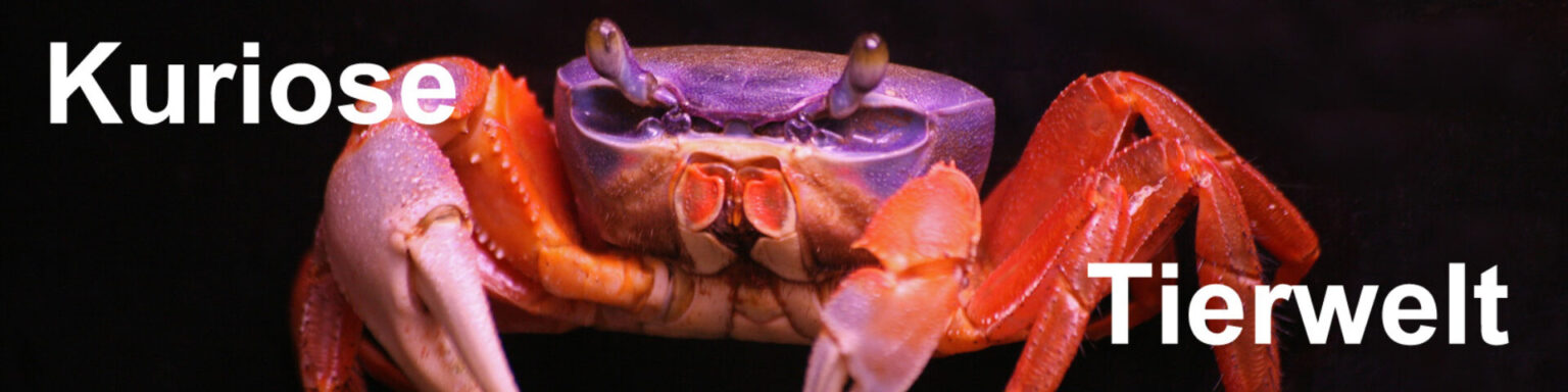 Meister der Tarnung: der indonesische Mimic Octopus | Kuriose Tierwelt